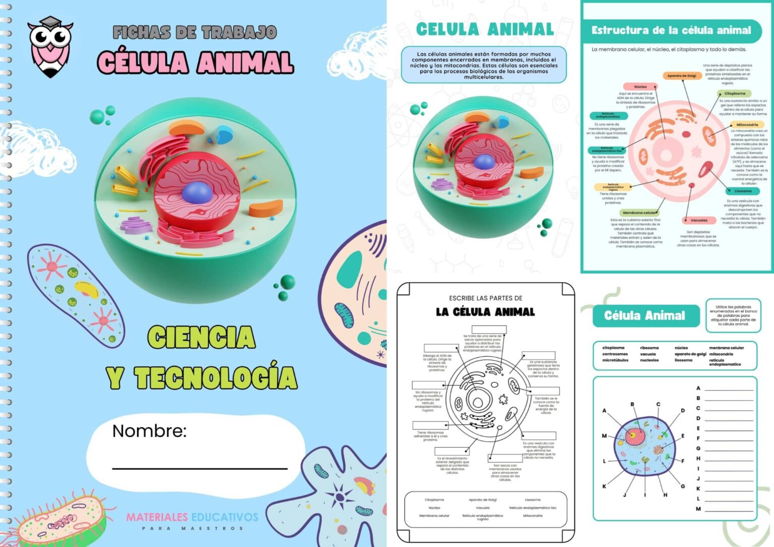 Celula Animal Y Sus Partes - Materiales Educativos Para Maestros