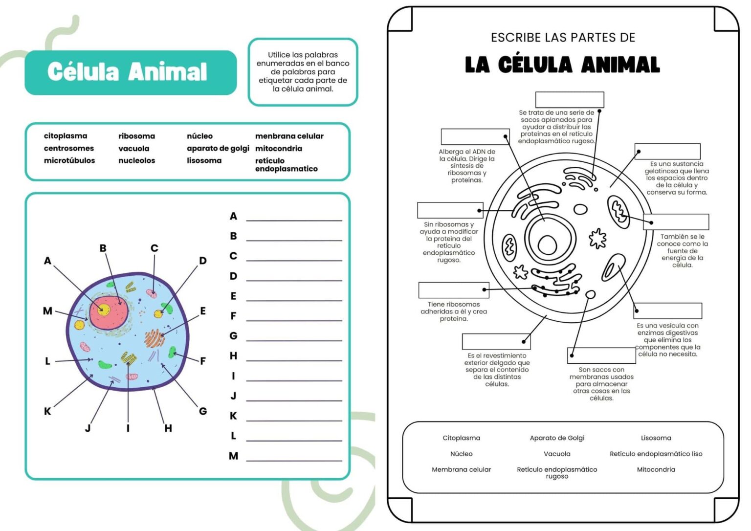 Celula Animal Y Sus Partes - Materiales Educativos Para Maestros