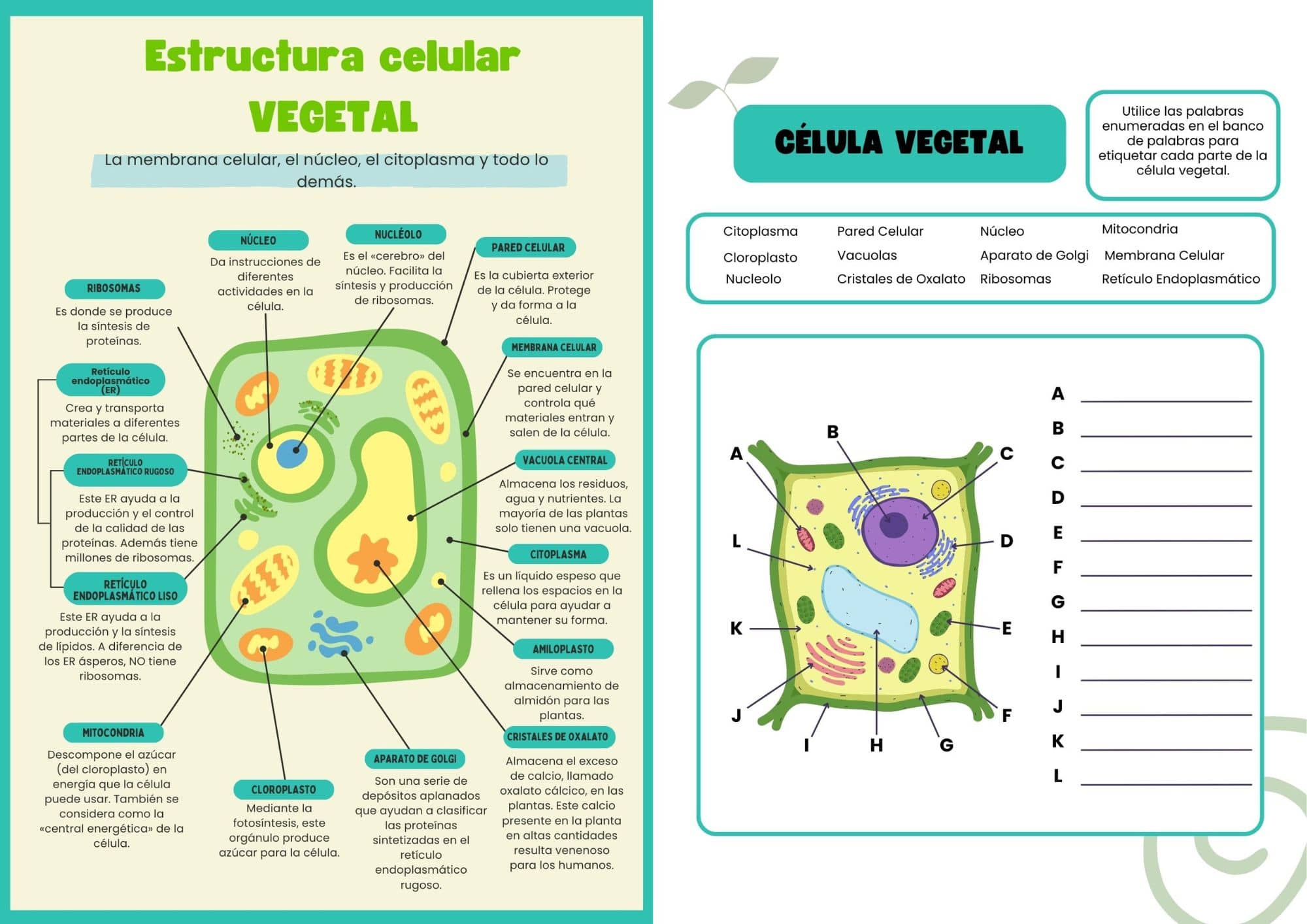 Partes de La Celula Vegetal - Materiales Educativos Para Maestros