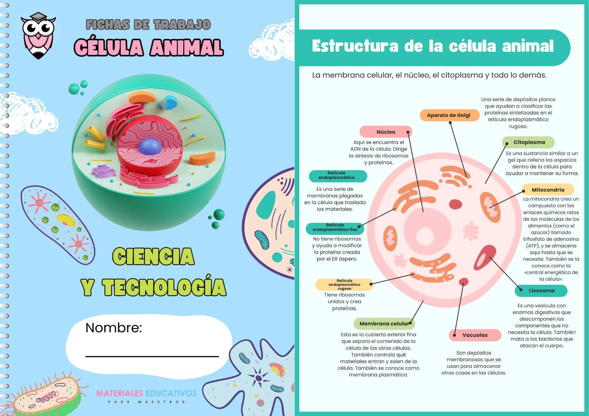 Celula Animal Y Sus Partes - Materiales Educativos Para Maestros